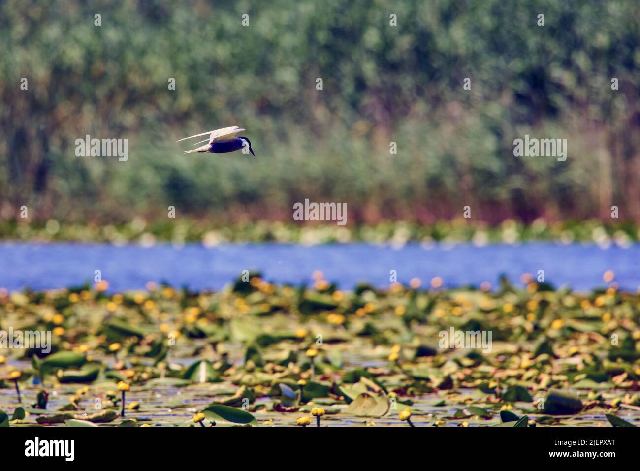 Danube danube delta photos hi-res stock photography and images - Alamy