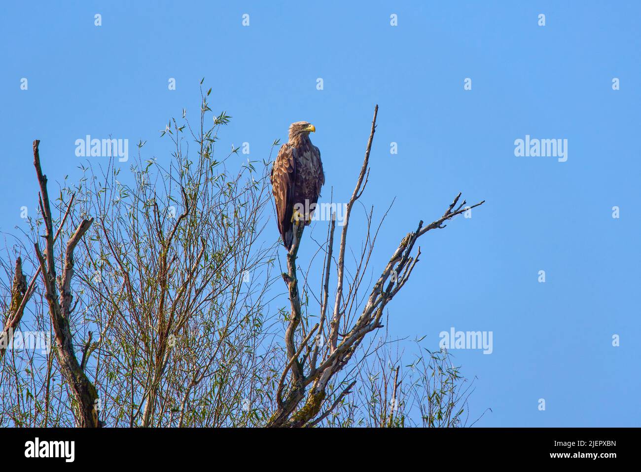 White-tailed eagle ( Haliaeetus albicilla) in a tree Stock Photo - Alamy