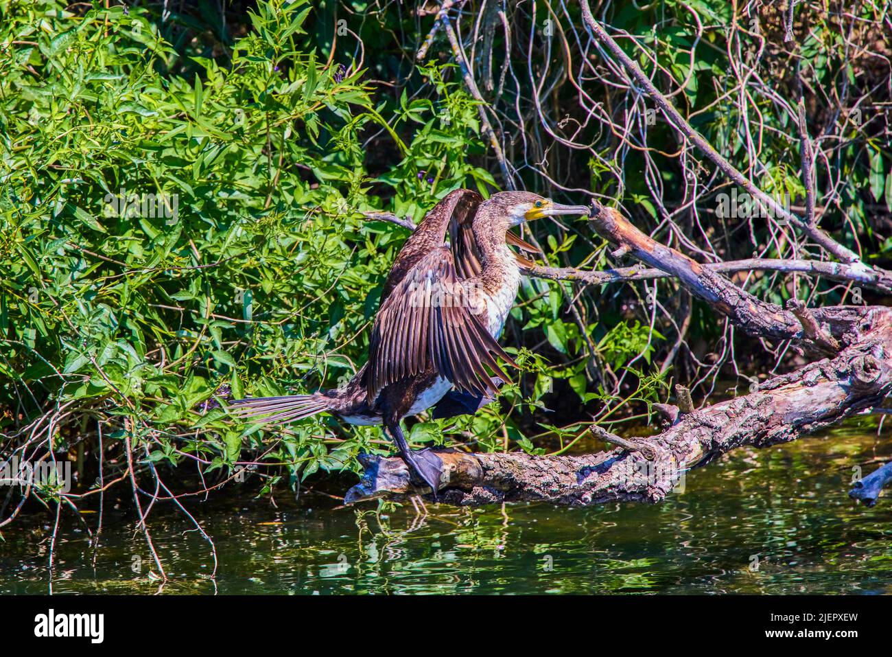 cormorants stand in the Danube Delta in Romania Stock Photo - Alamy