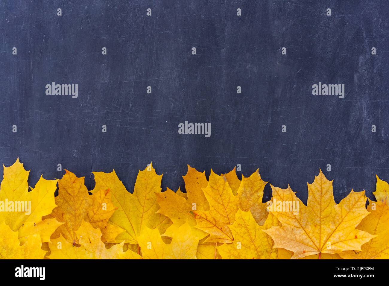 Autumn leaves frame on down side black Chalkboard background top view ...