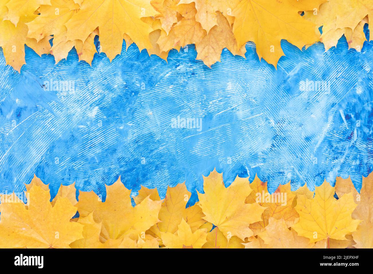 Autumn leaves frame on up down side blue structured background top view ...