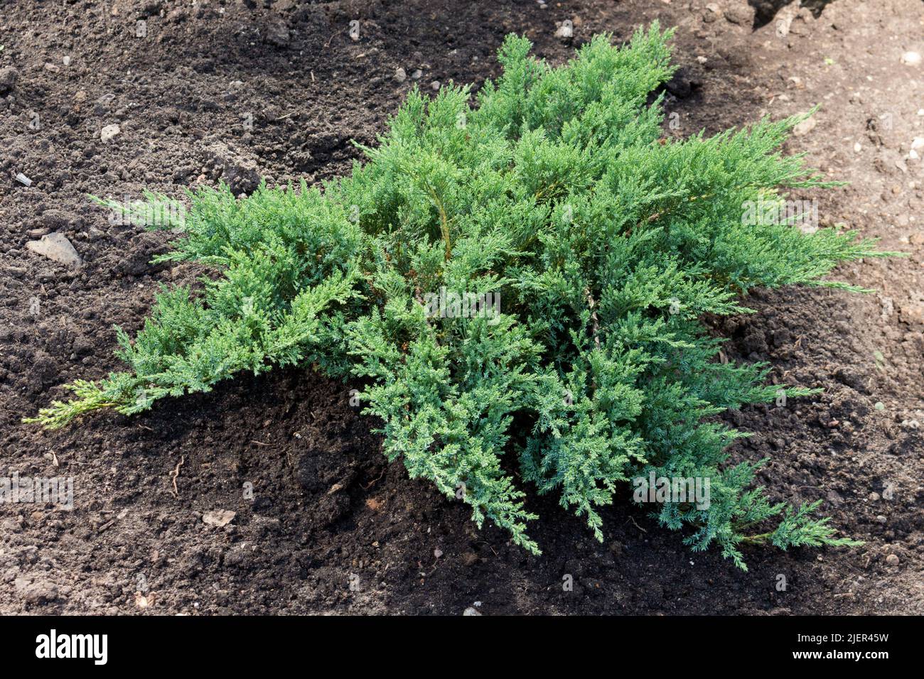 Cossack juniper grows in the garden. small solitary shrub, in full ...