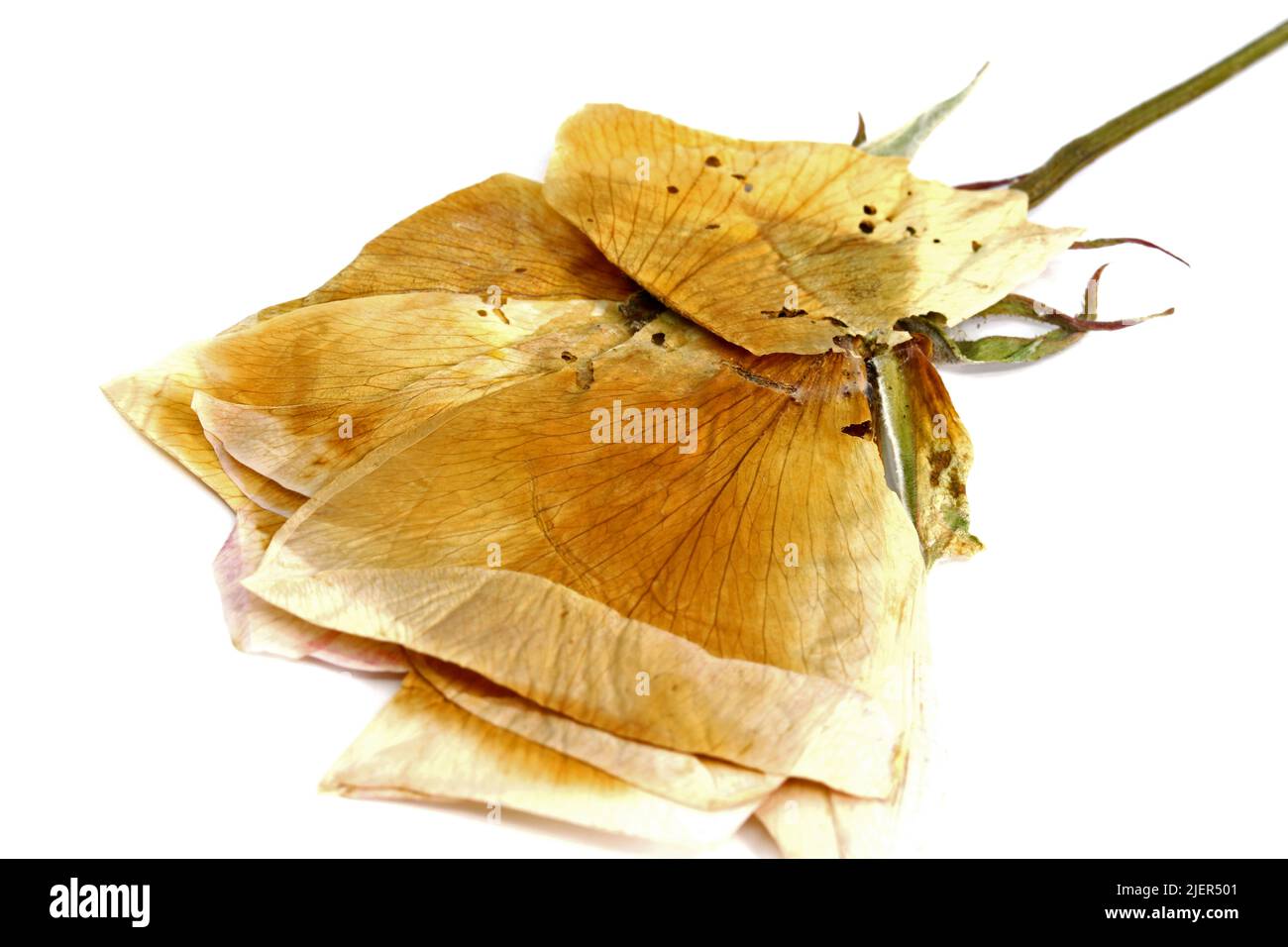 Dried out maple leaf hi-res stock photography and images - Alamy