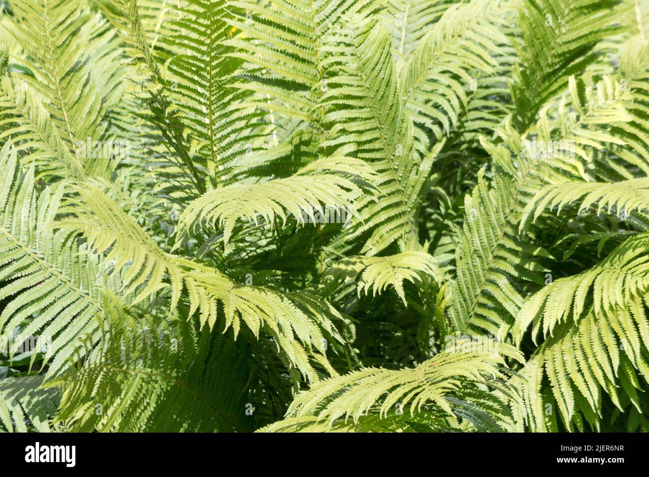 The fern grows in the garden. Sunny summer day. Closeup of a fern to ...