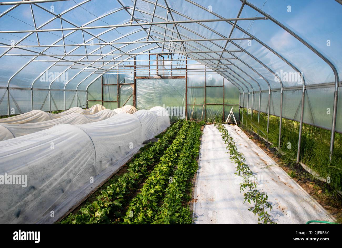 Greenhouse structure interior with organic vegetable garden Stock Photo ...