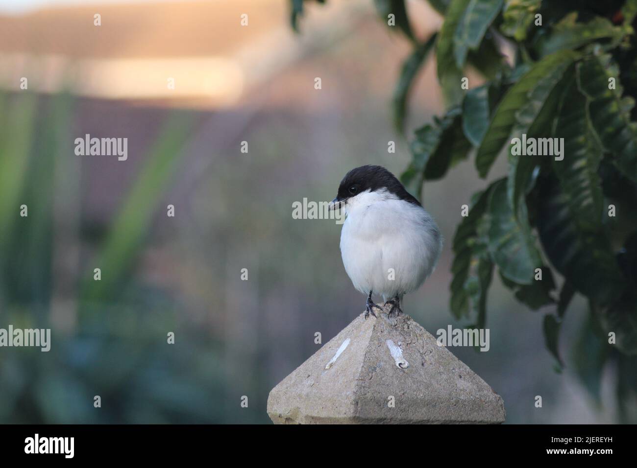 Wild baby Fiscal Bird photographed in Jeffrey's Bay, South Africa Stock ...