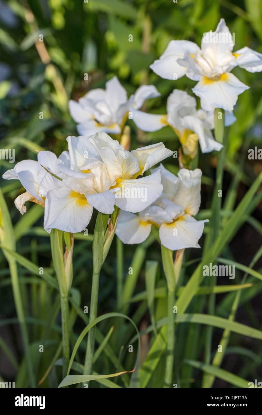 'Snow Queen' Siberian Iris, Strandiris (Iris sibirica Stock Photo - Alamy