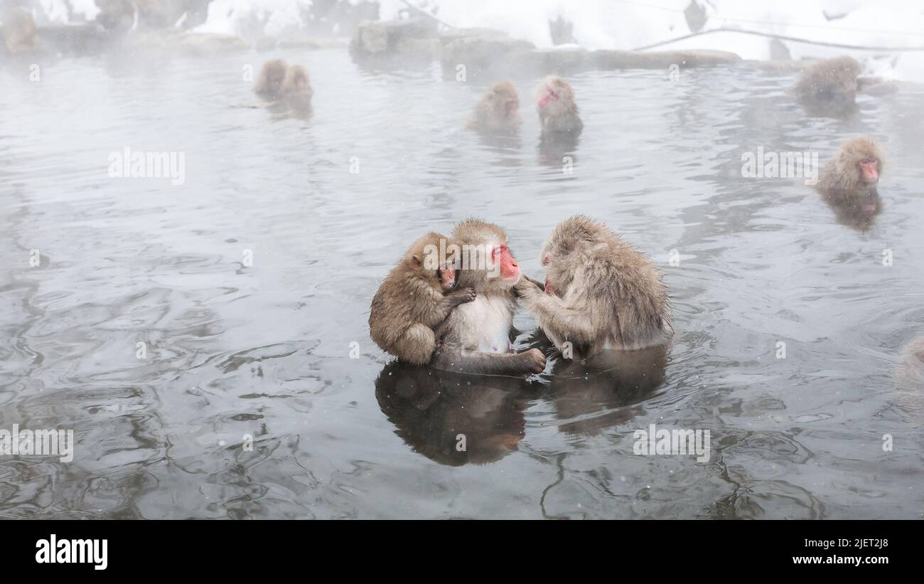 Monkey hotspring hi-res stock photography and images - Alamy