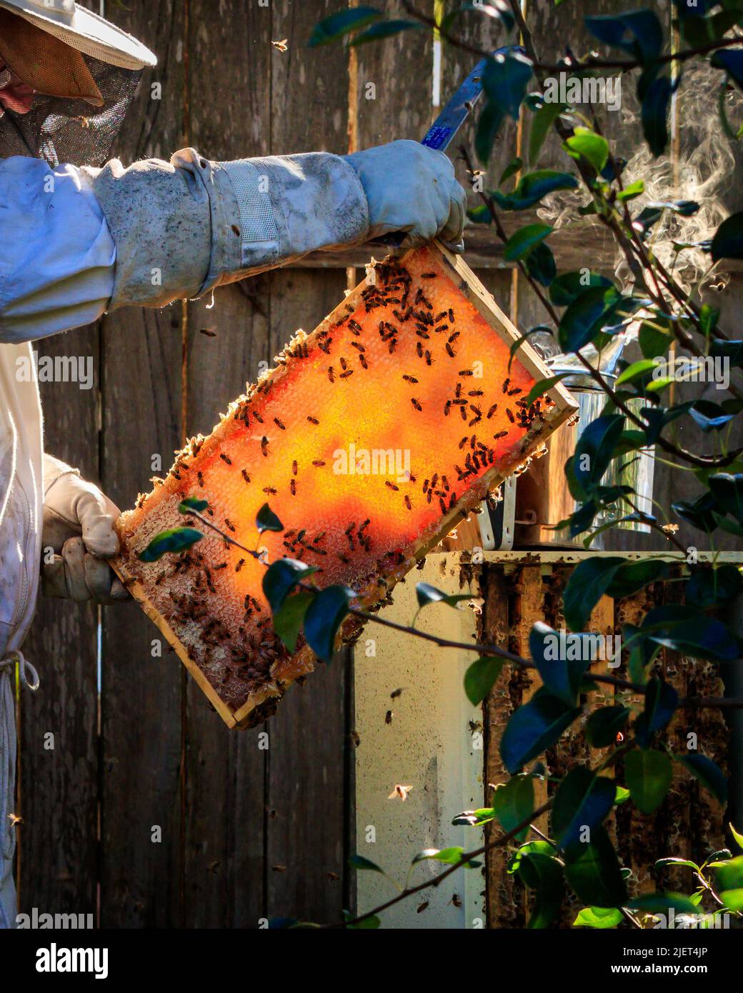 The Bee Keeper Stock Photo - Alamy