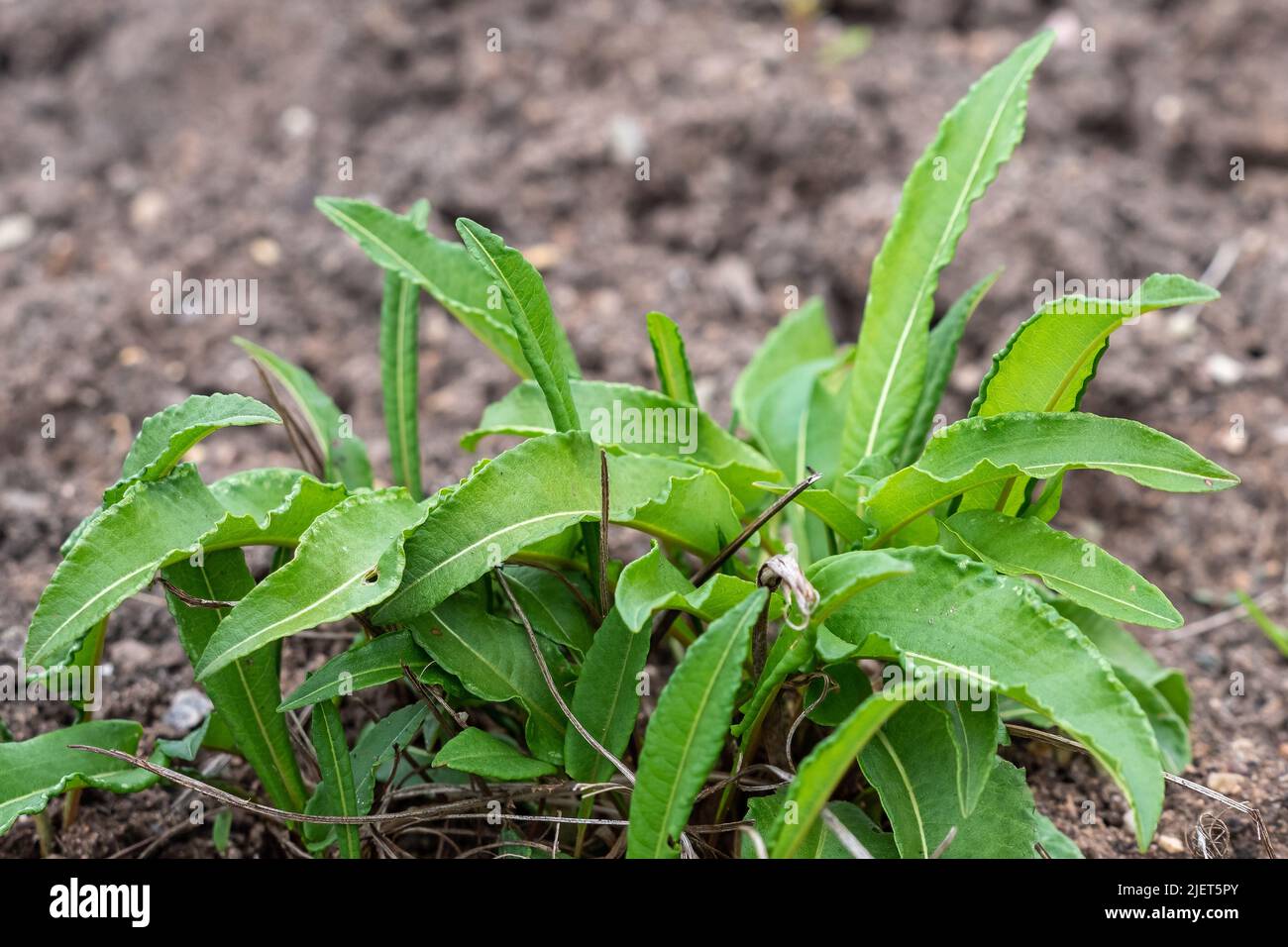 Botanical collection, young green leaves of medicinal plant Bistorta ...