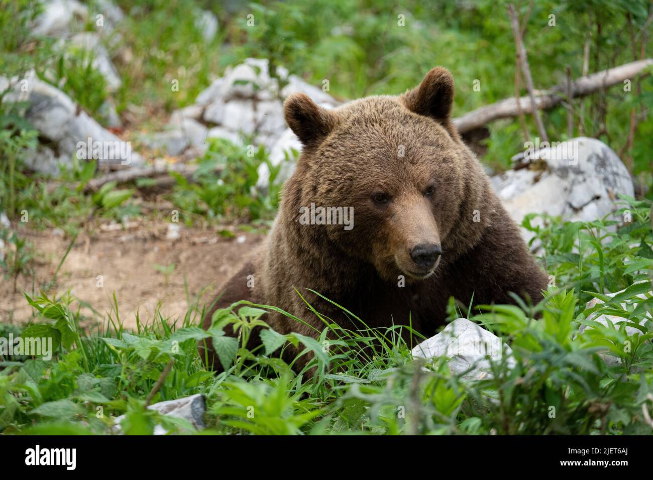 European brown bear at the boarder region between Slovenia and Croatia ...