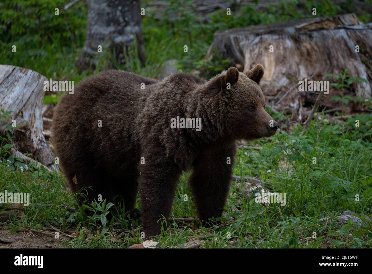 European brown bear at the boarder region between Slovenia and Croatia ...