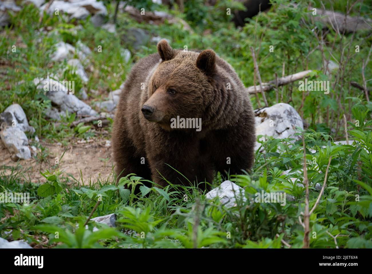 European brown bear at the boarder region between Slovenia and Croatia ...