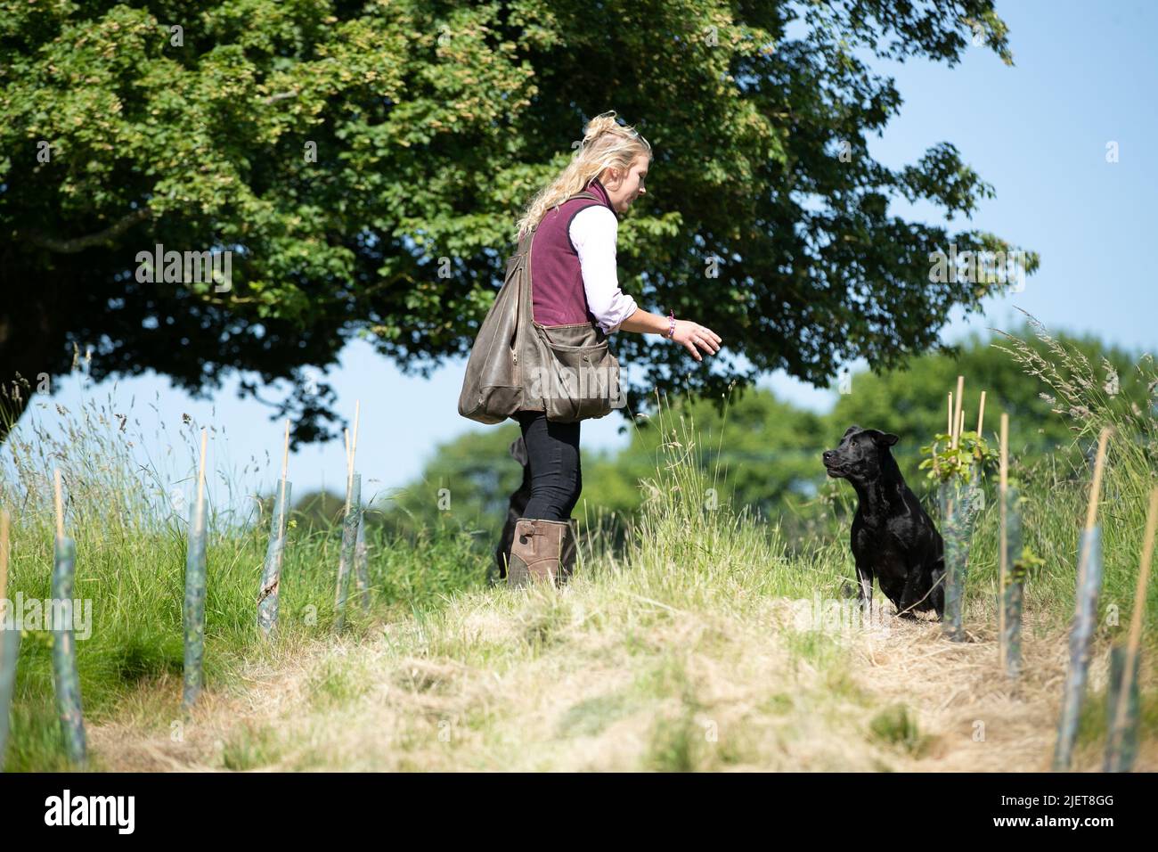 Strigidae gundogs hi-res stock photography and images - Alamy