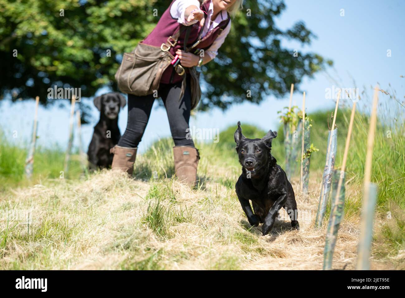 Strigidae gundogs hi-res stock photography and images - Alamy