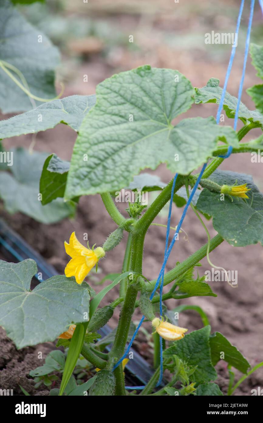 Stem with flowering cucumber. Tied cucumber bush grows in the garden. A ...