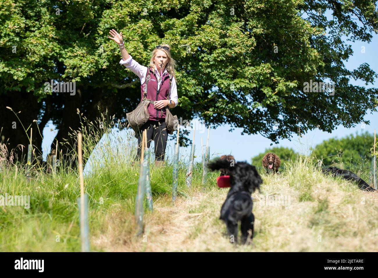 Strigidae gundogs hi-res stock photography and images - Alamy