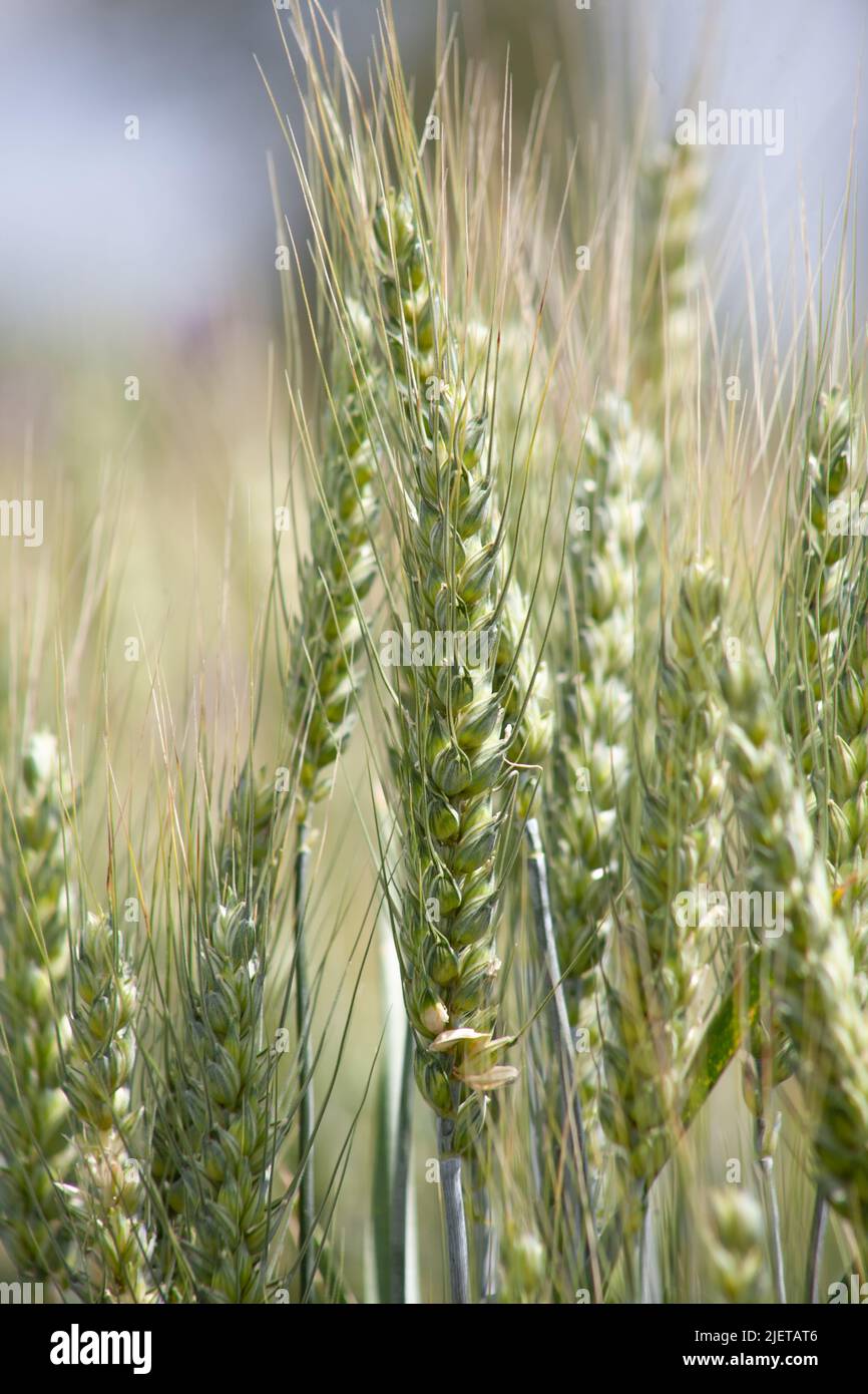 Green ears of wheat hi-res stock photography and images - Alamy