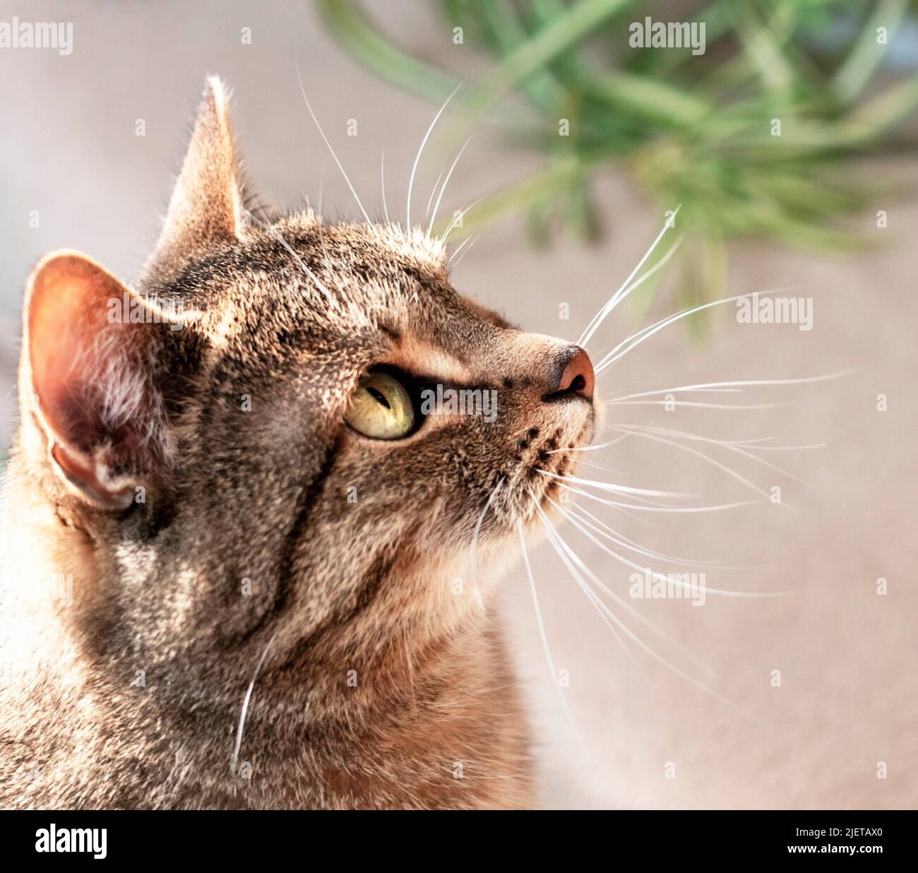 portrait of young striped tabby beige cat with green eyes red nose ...