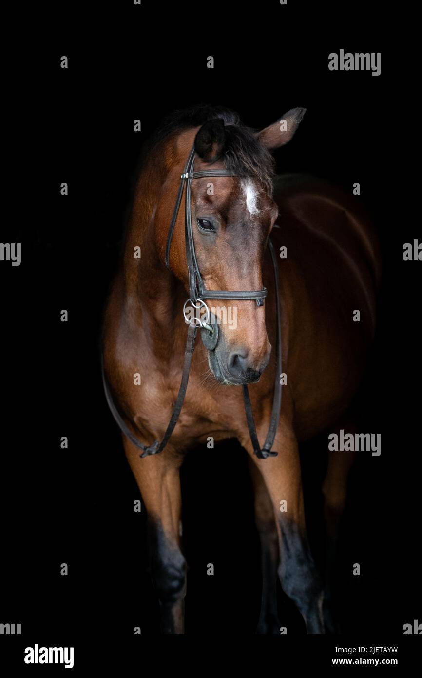 Black background horse portrait hi-res stock photography and images - Alamy