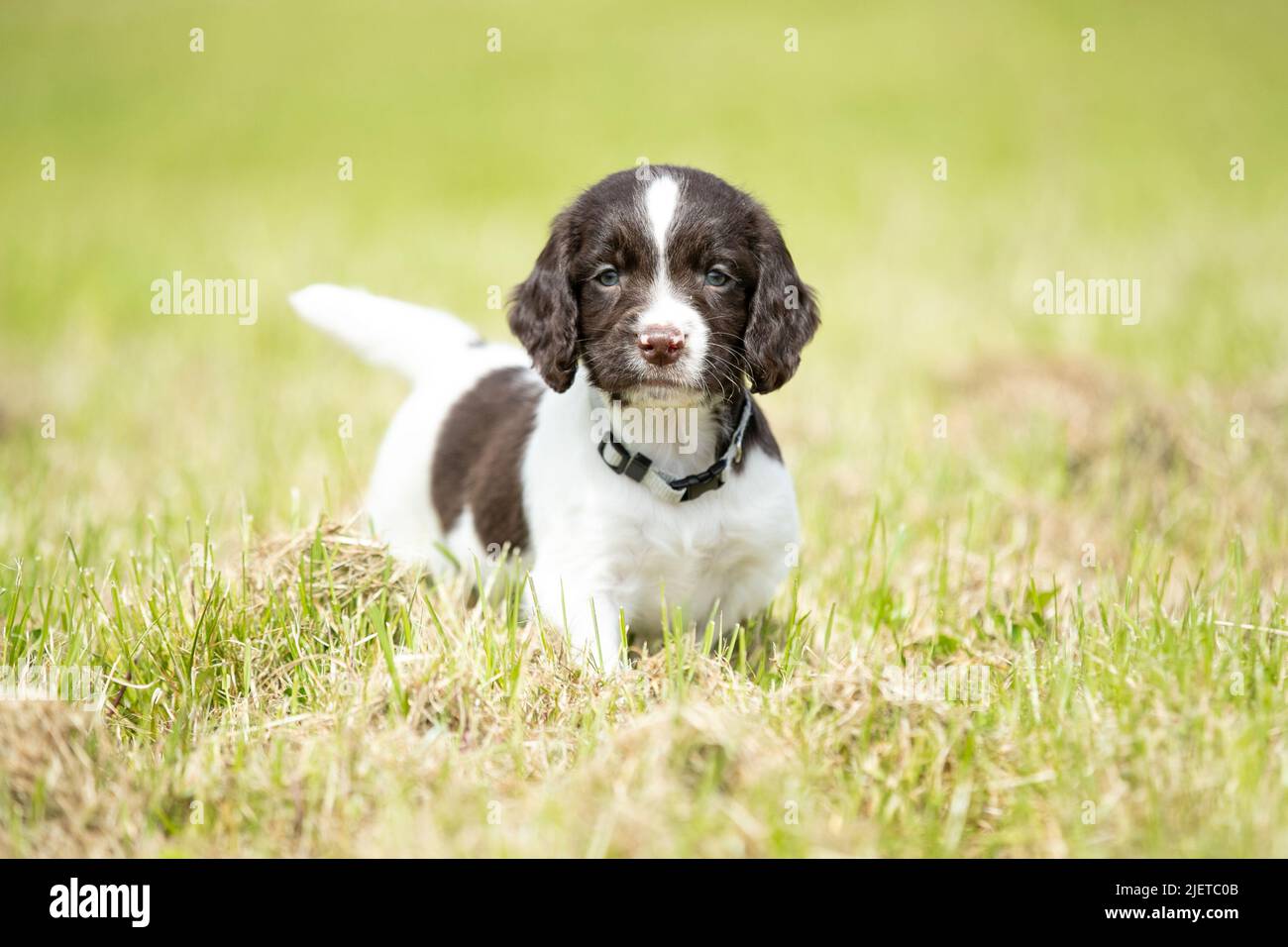 Sprocker Spaniel Puppies Stock Photo - Alamy