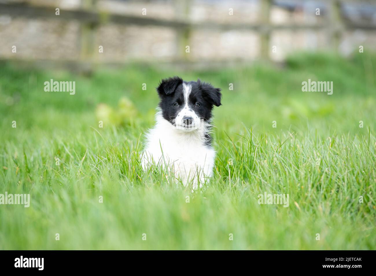 English border collie hi-res stock photography and images - Alamy
