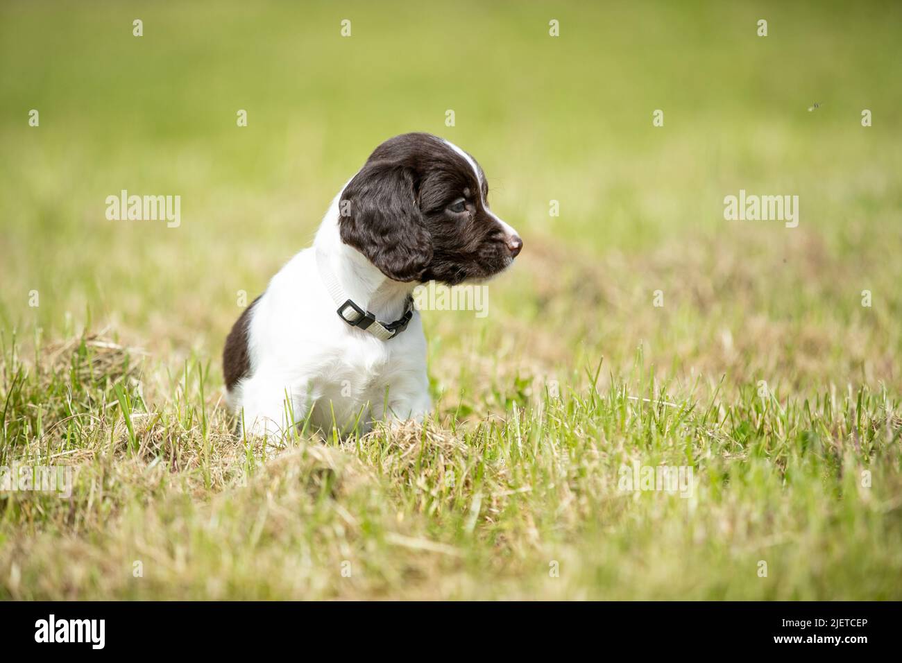 Sprocker Spaniel Puppies Stock Photo - Alamy