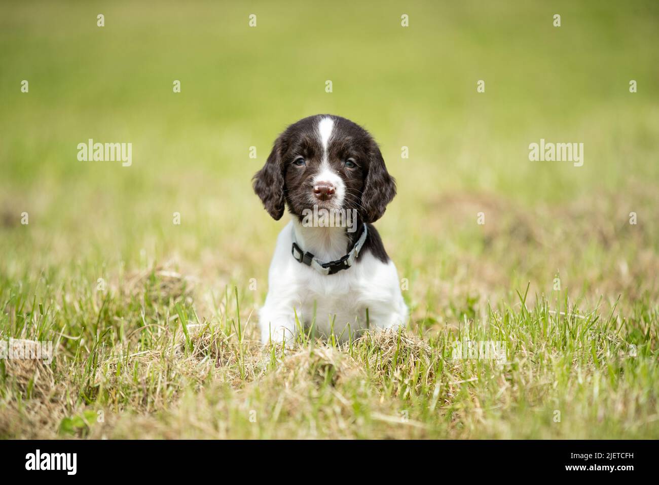 Sprocker Spaniel Puppies Stock Photo - Alamy