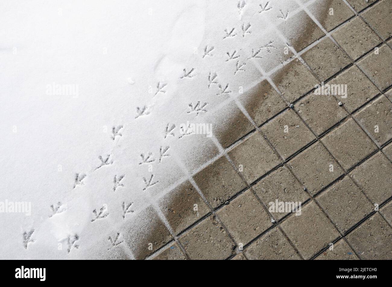 Bird tracks on snowy pavement Stock Photo - Alamy