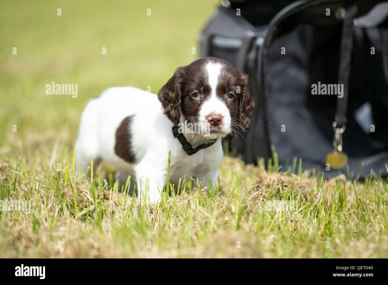 Sprocker Spaniel Puppies Stock Photo - Alamy