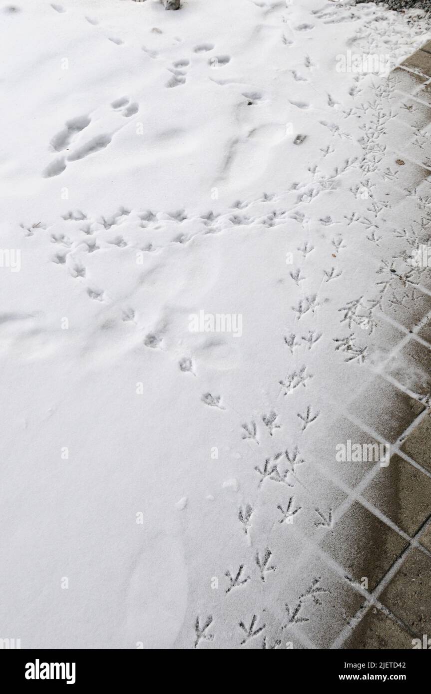 Bird tracks on snowy pavement Stock Photo - Alamy