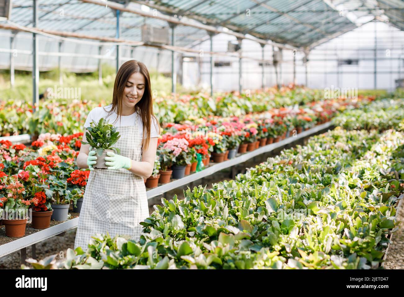 Woman holds a pot of flowers in her hands, growing plants for sale ...
