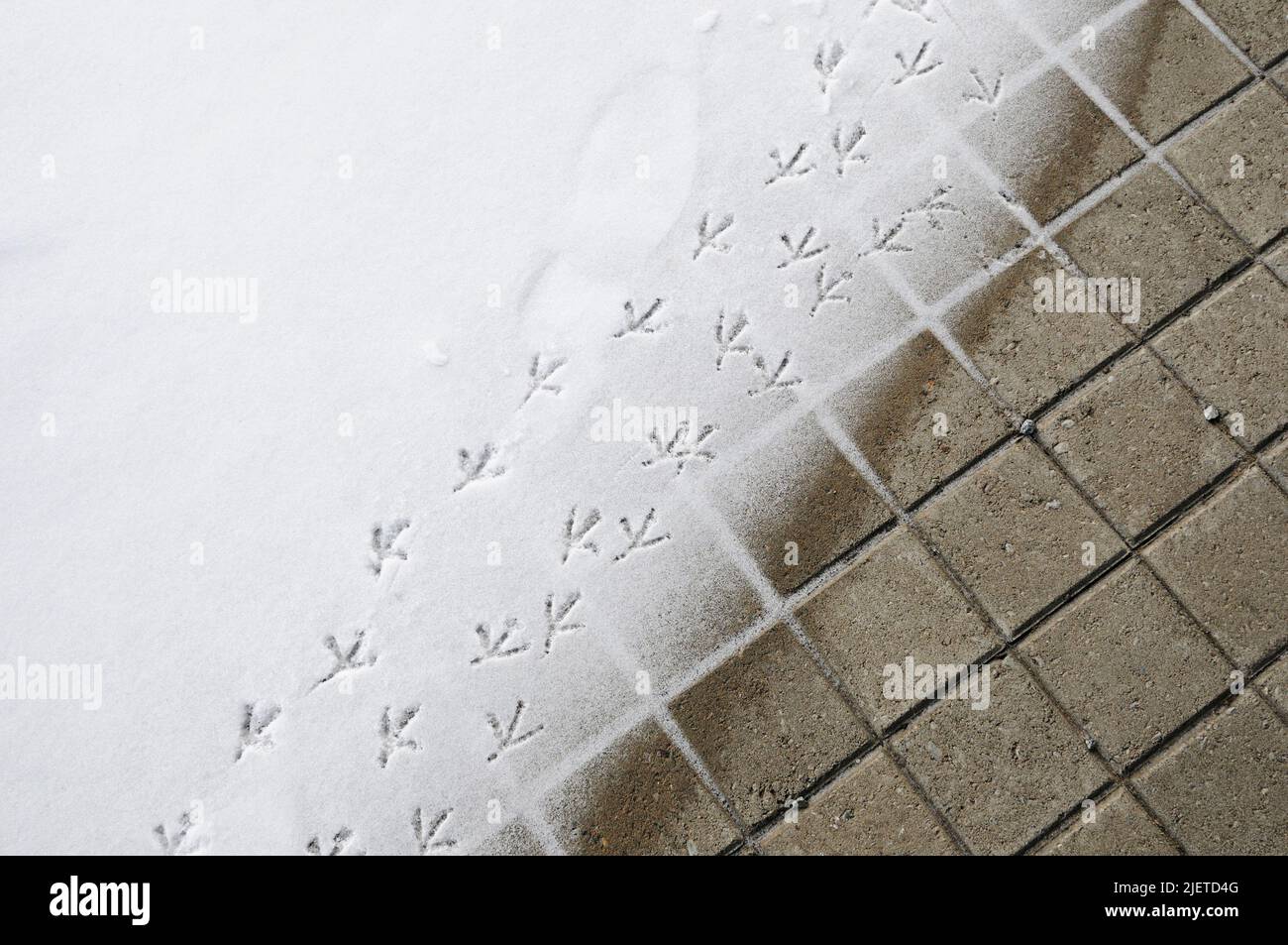 Bird tracks on snowy pavement Stock Photo - Alamy