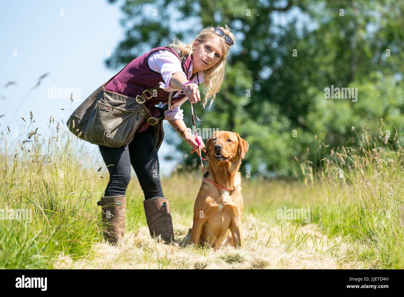 Strigidae gundogs hi-res stock photography and images - Alamy