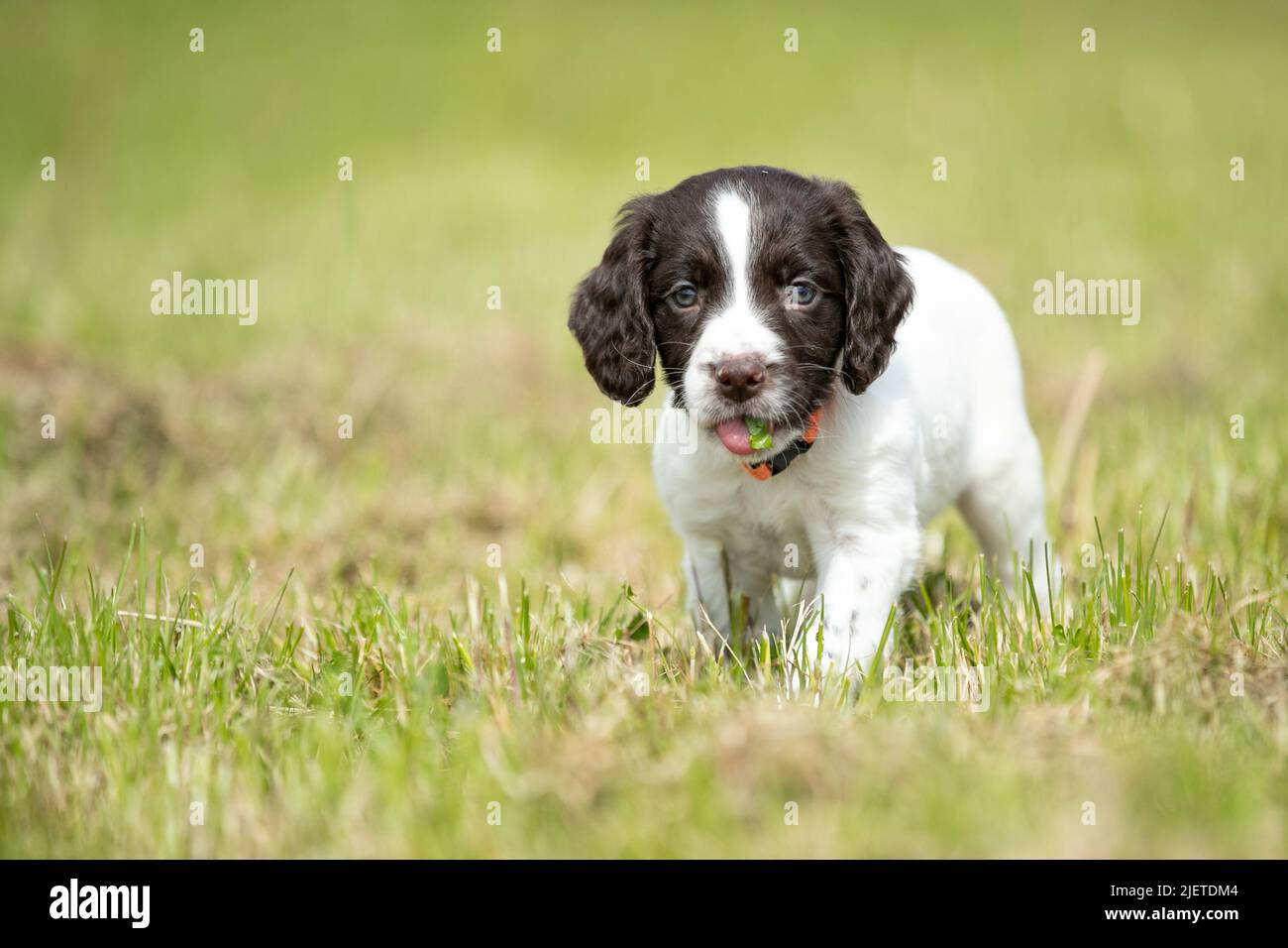 Sprocker Spaniel Puppies Stock Photo - Alamy