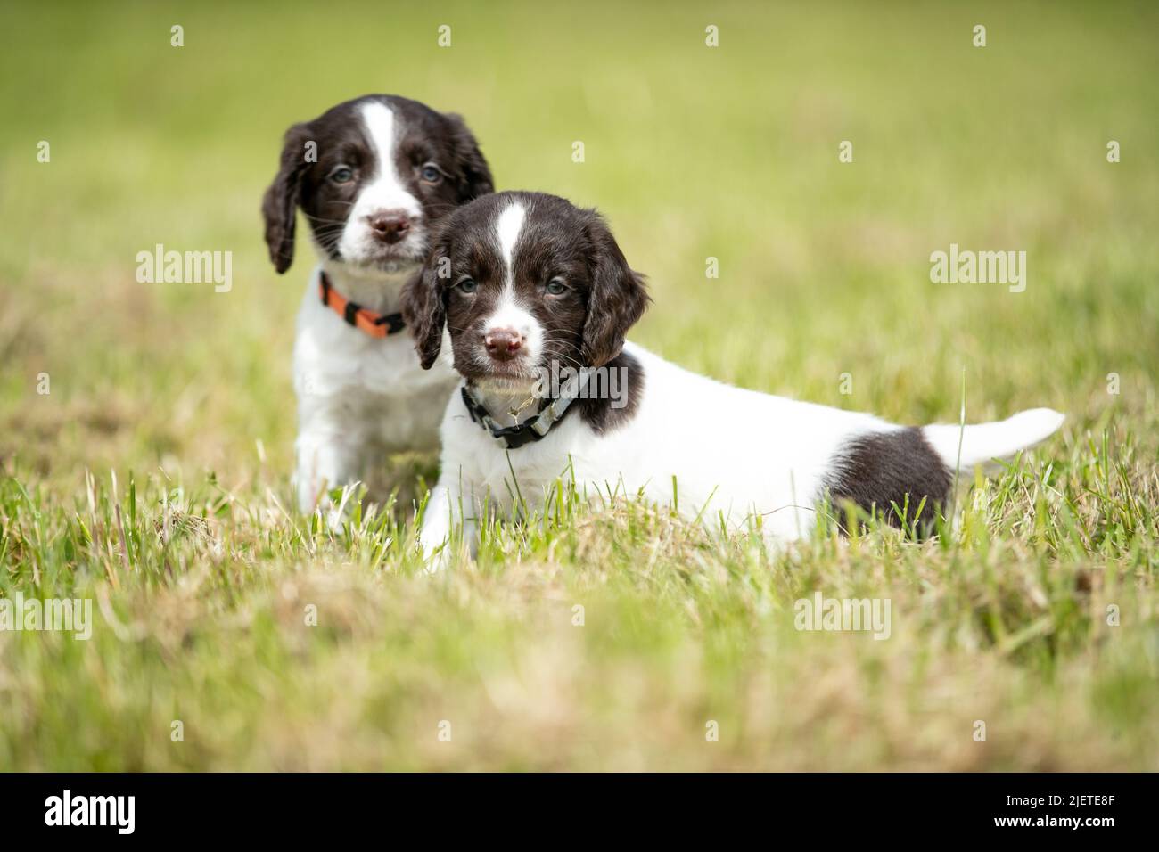 Sprocker Spaniel Puppies Stock Photo - Alamy