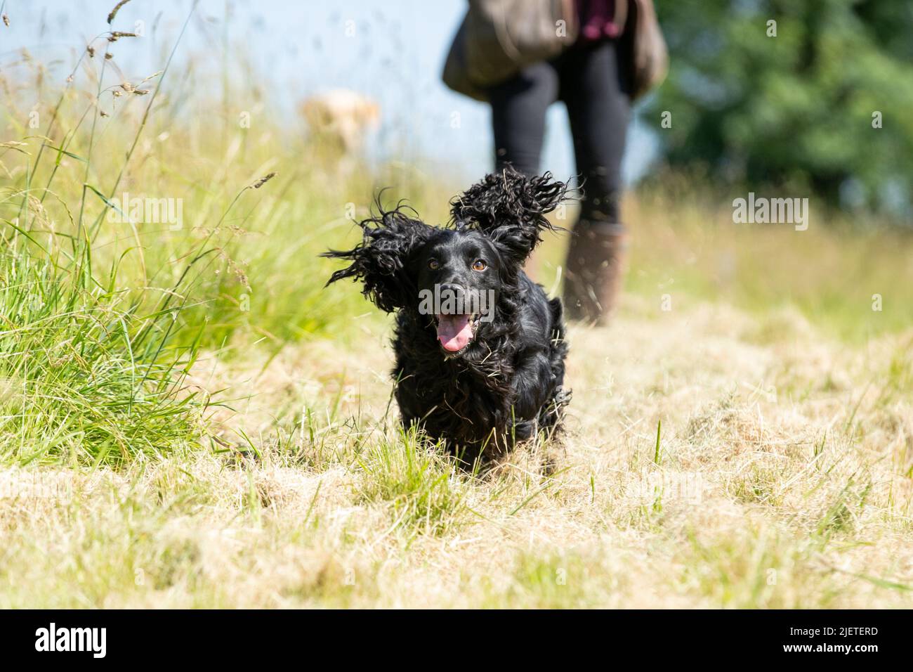 Strigidae gundogs hi-res stock photography and images - Alamy
