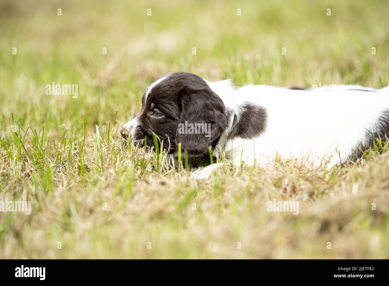 Sprocker Spaniel Puppies Stock Photo - Alamy