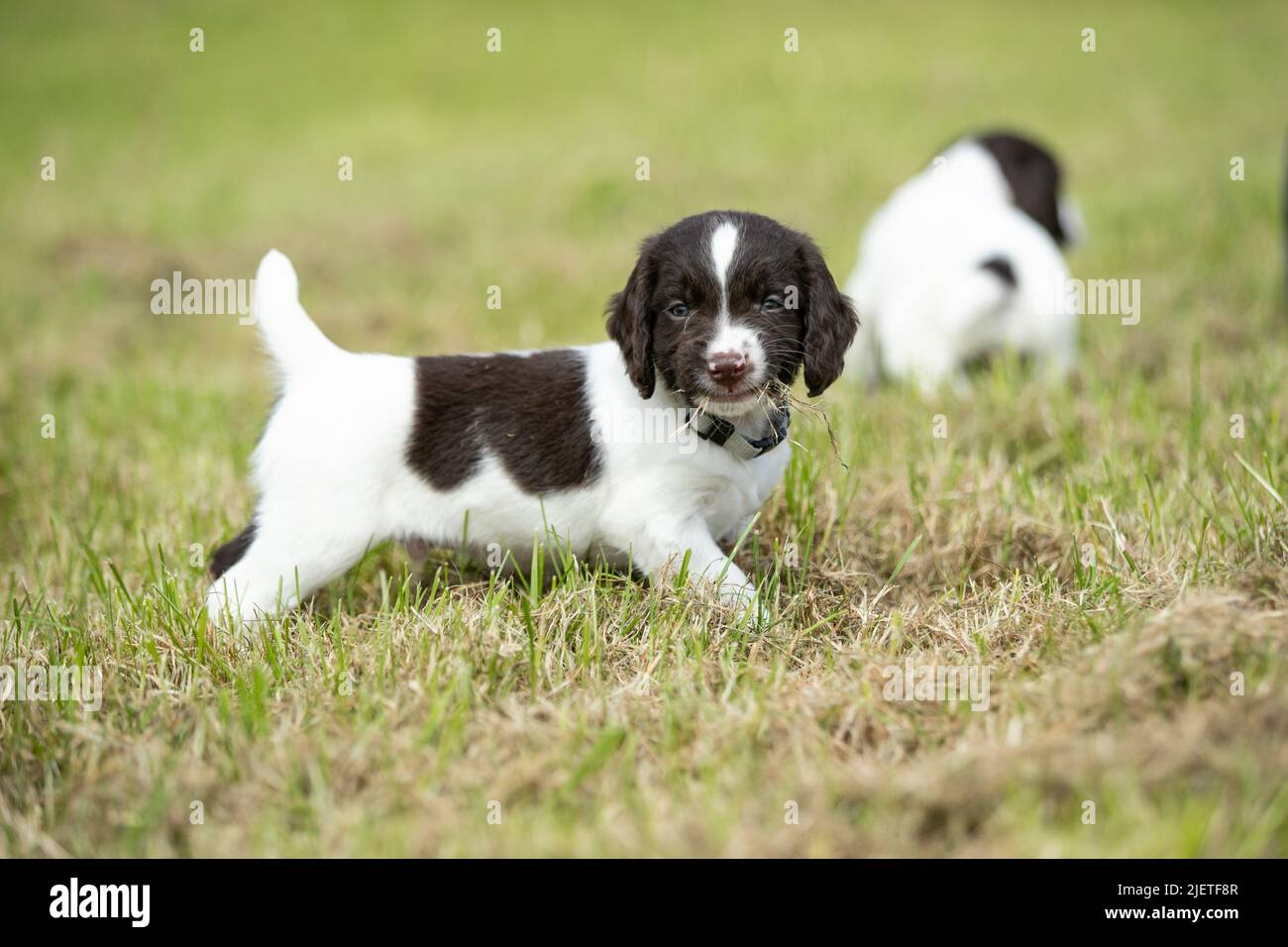 Sprocker spaniel hi-res stock photography and images - Alamy