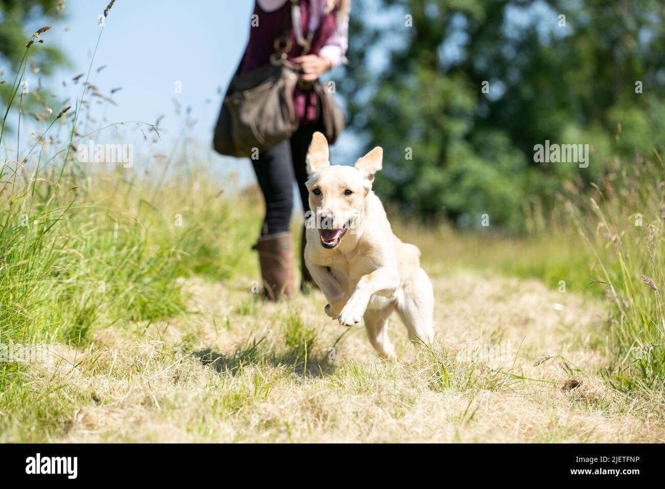 Strigidae gundogs hi-res stock photography and images - Alamy