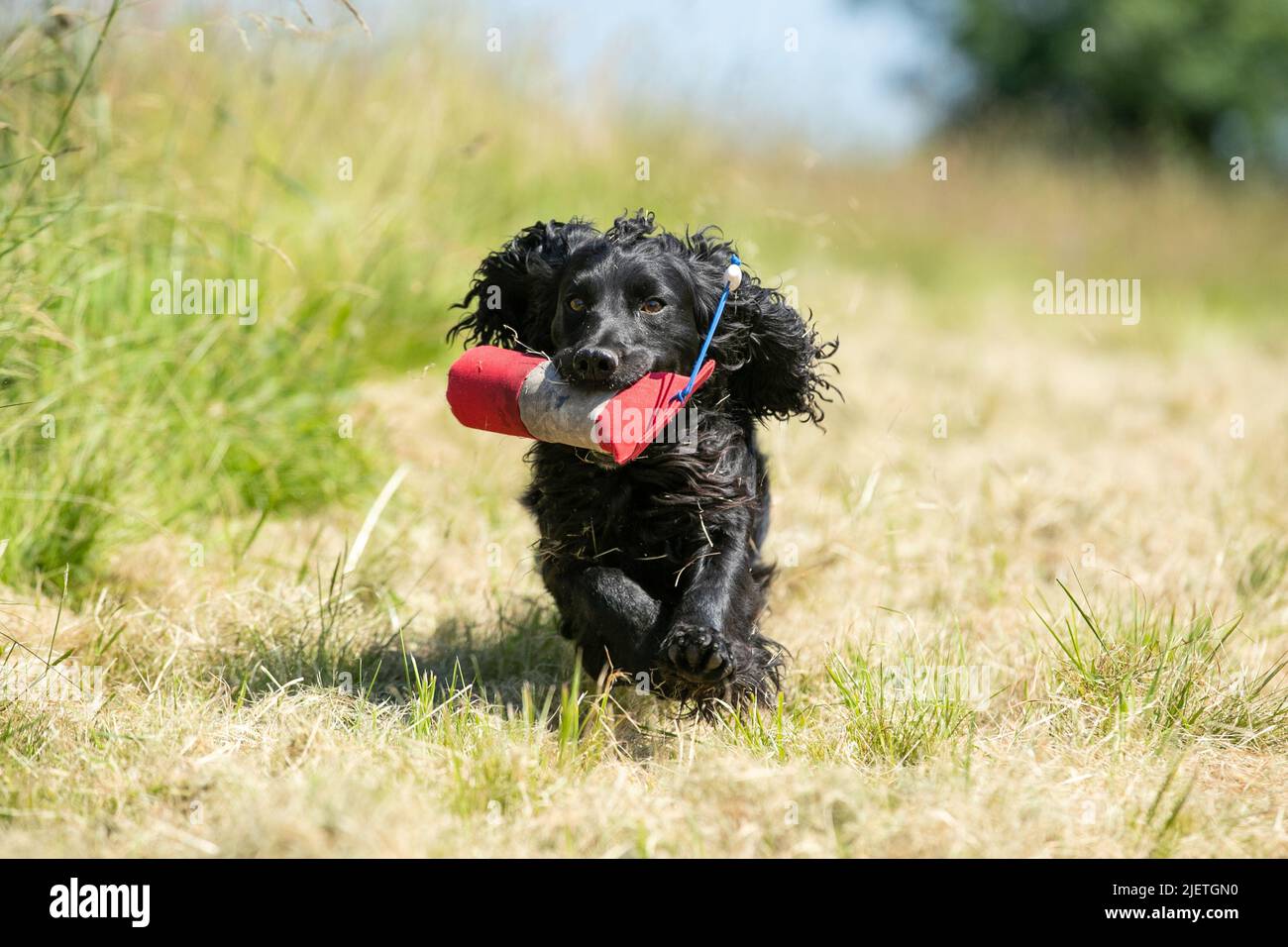 Strigidae gundogs hi-res stock photography and images - Alamy