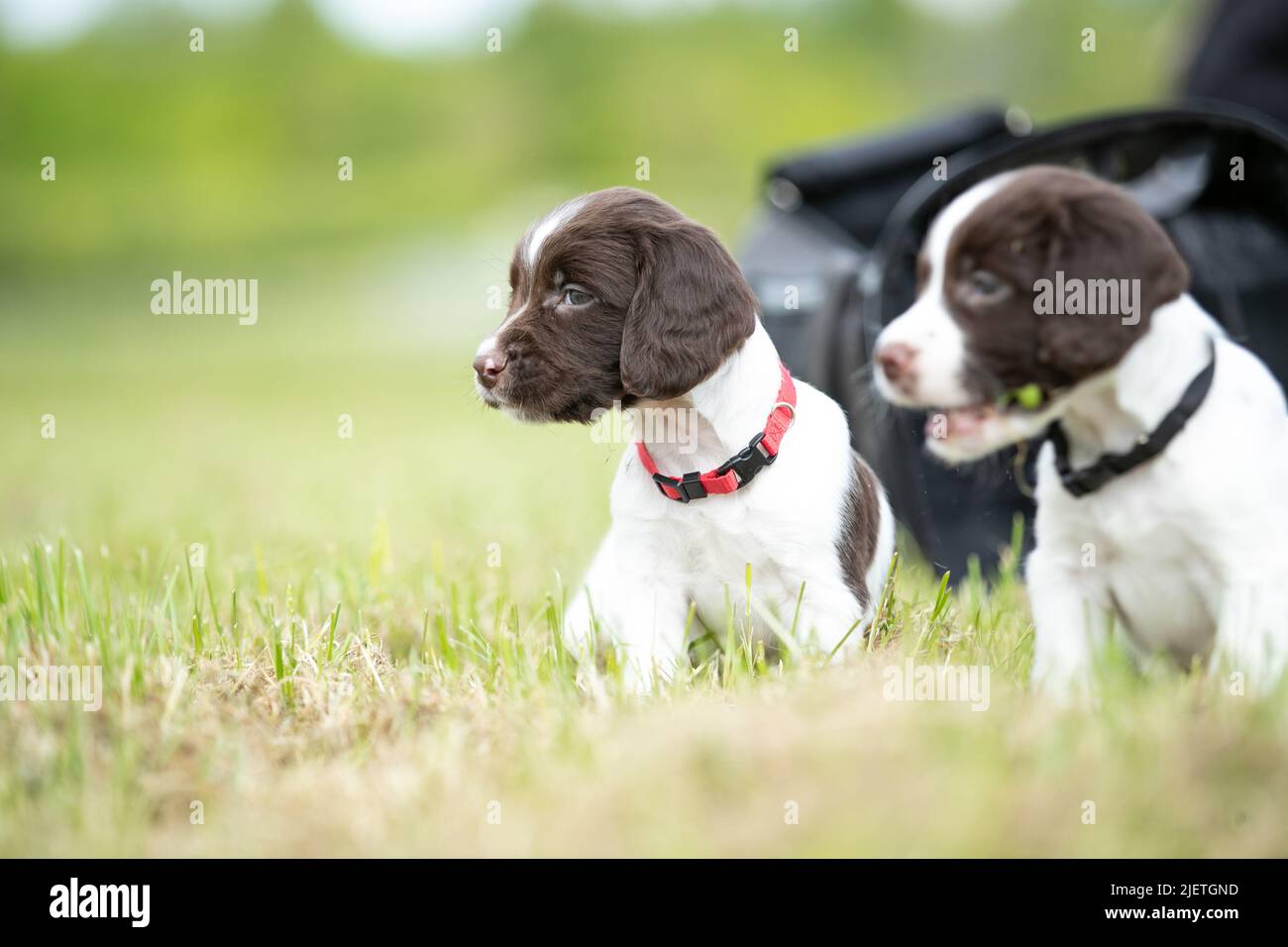 Sprocker Spaniel Puppies Stock Photo - Alamy