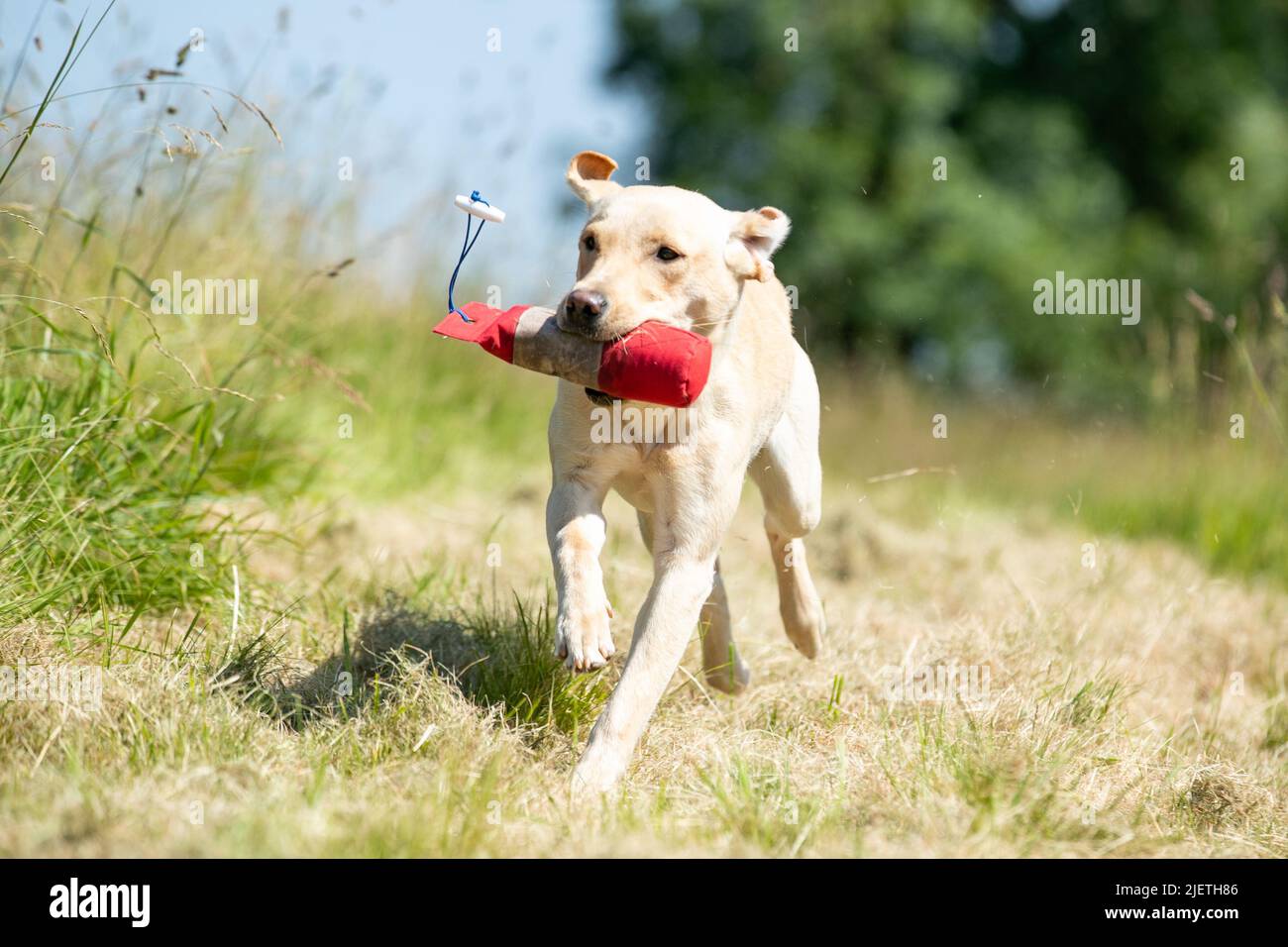 Strigidae gundogs hi-res stock photography and images - Alamy