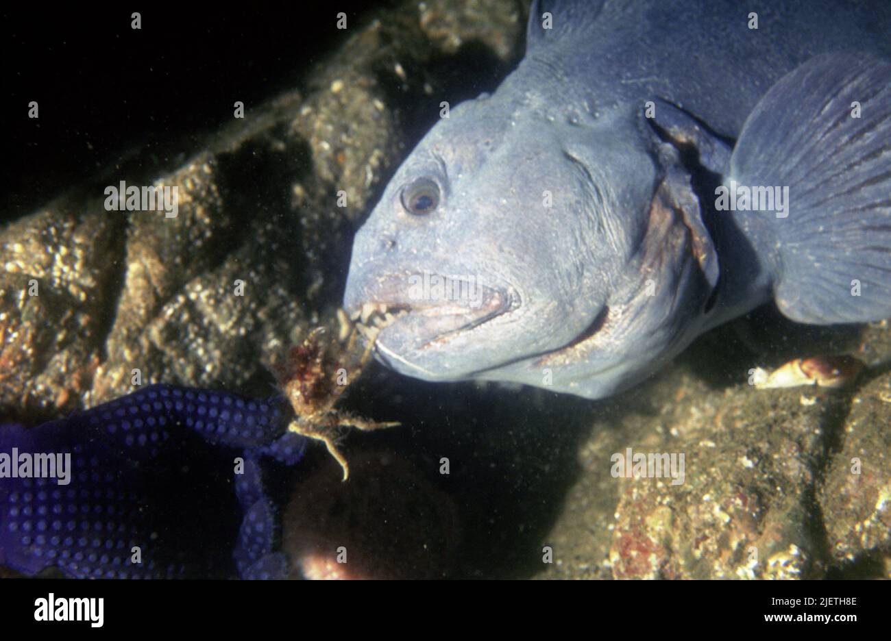 The Wolf Fish or Anarhichas lupus, excepting food from a diver, side ...