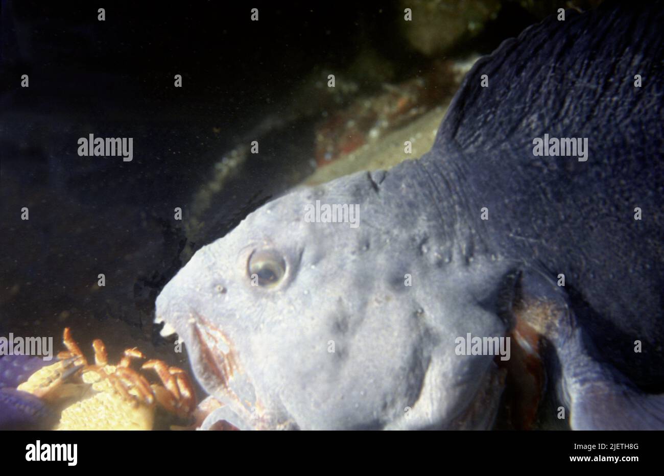 Its dentition distinguishes the atlantic wolffish hi-res stock ...