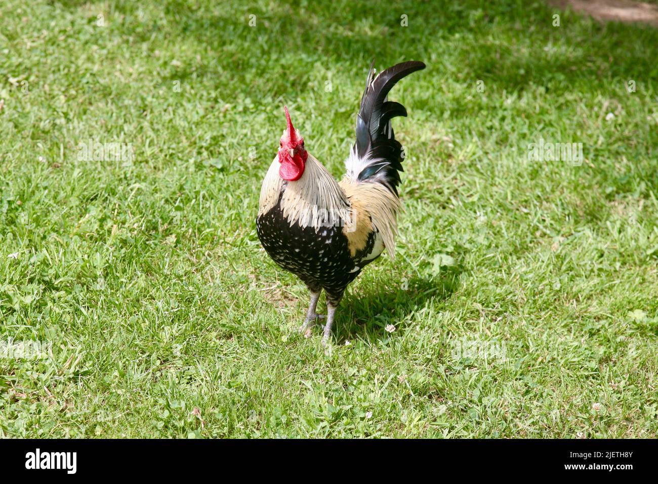 A French cockerel in fine voice Stock Photo - Alamy