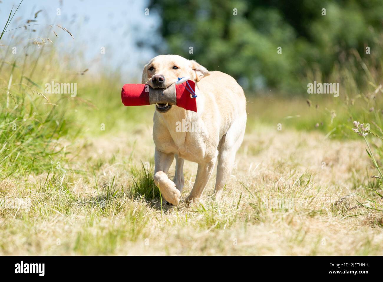 Strigidae gundogs hi-res stock photography and images - Alamy