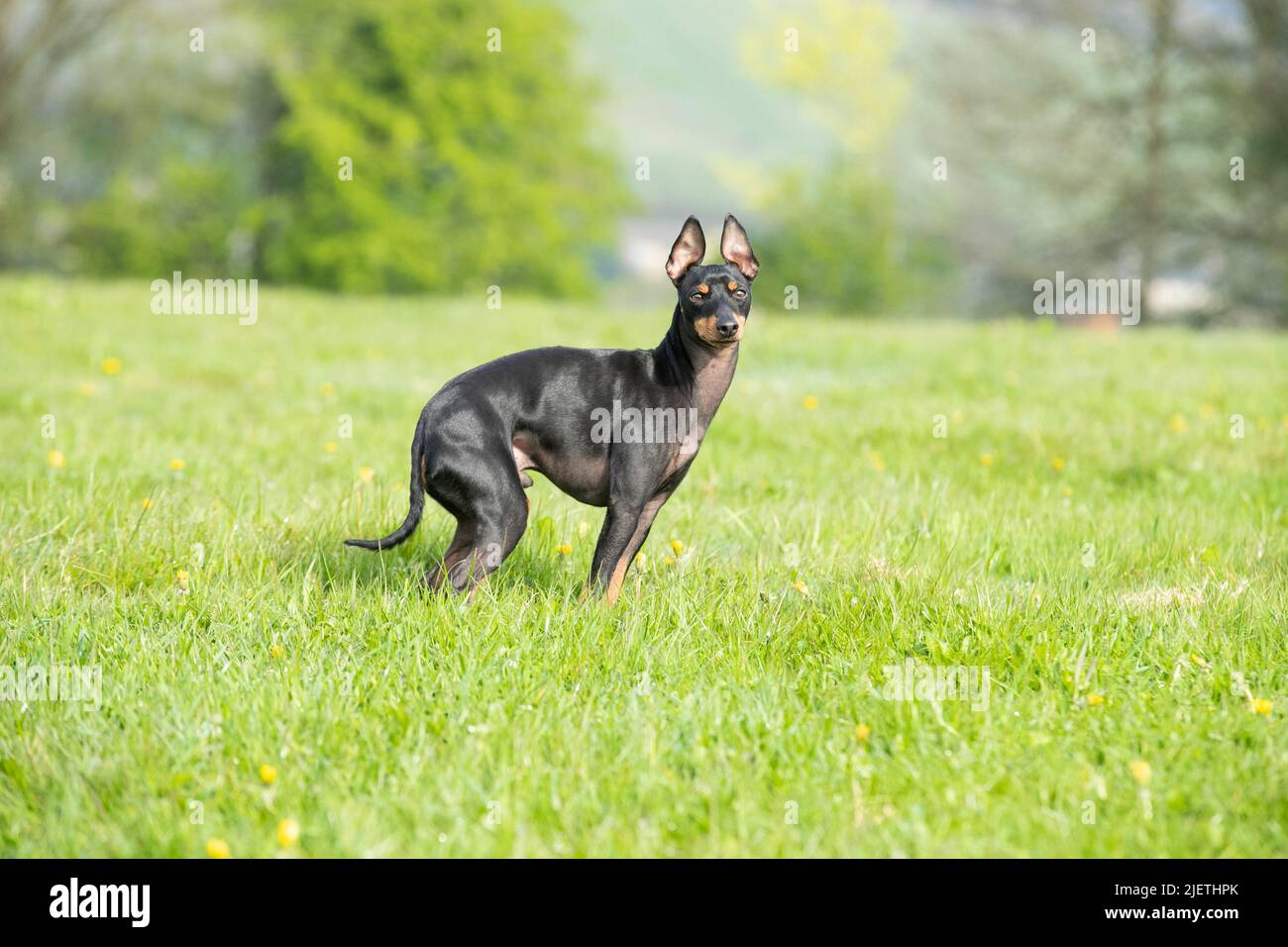 English Toy Terrier Stock Photo - Alamy