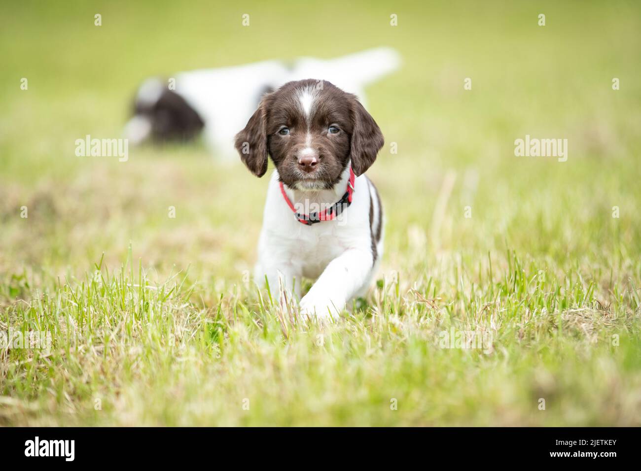 Sprocker Spaniel Puppies Stock Photo - Alamy