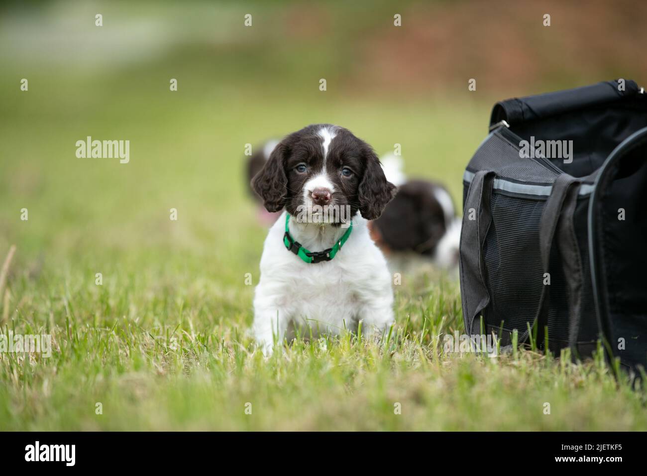 Sprocker Spaniel Puppies Stock Photo - Alamy
